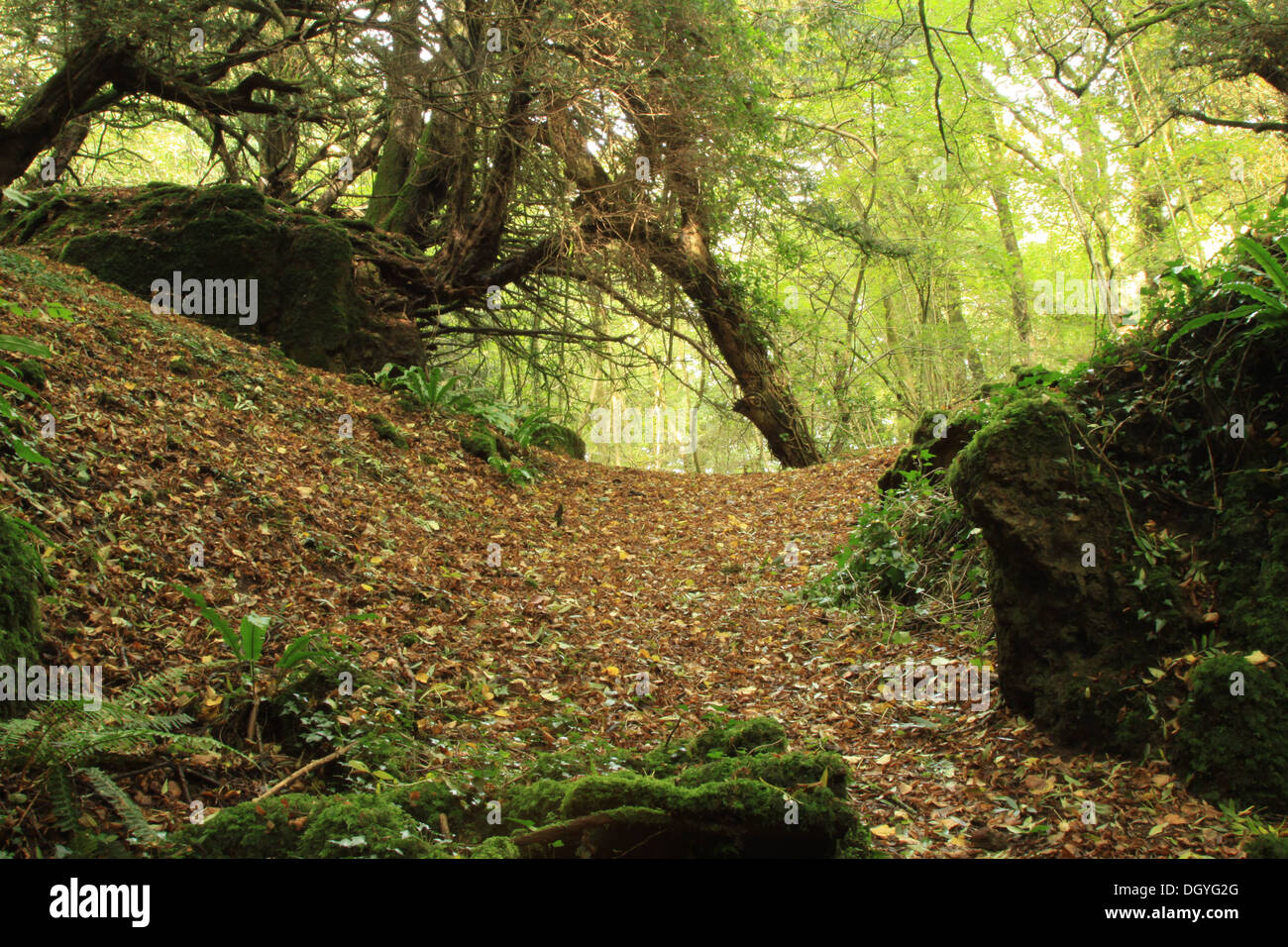 Woodland path in the Forest of Dean Stock Photo - Alamy