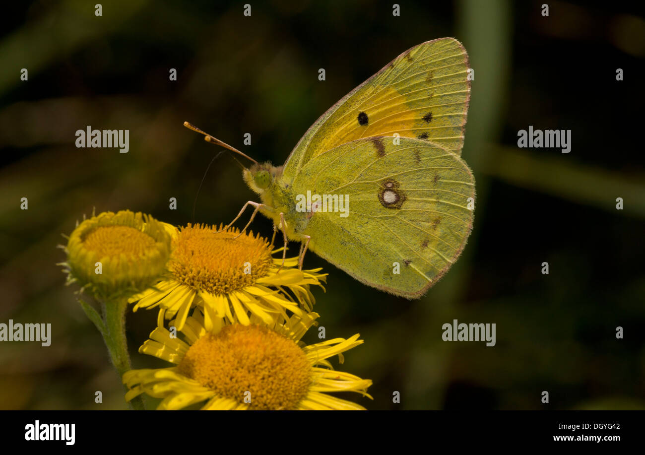 Colias croceus hi-res stock photography and images - Alamy