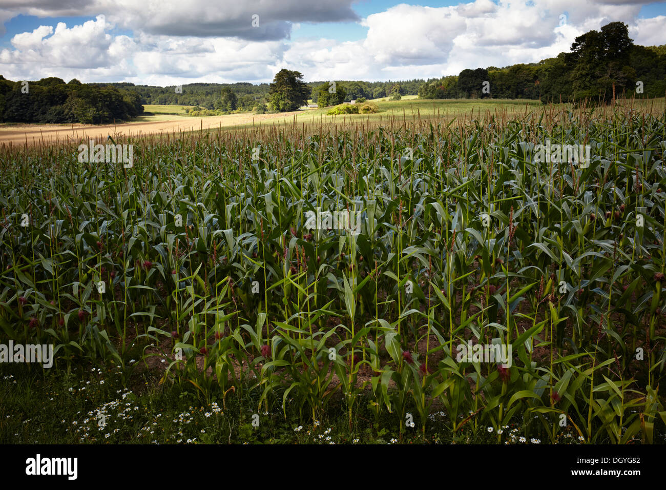 Maize crop growing at Marlston, Hermitage, Newbury, Berks Stock Photo ...