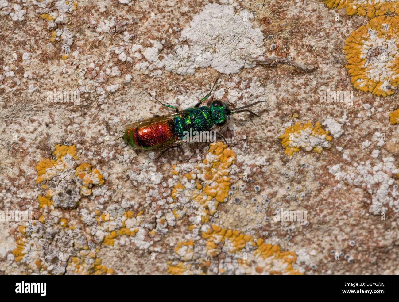 A ruby-tailed wasp or Jewel wasp, Chrysis ignita agg. - female ...