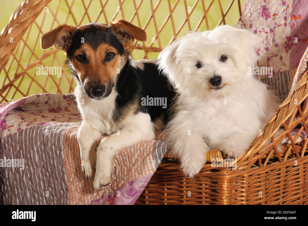 Jack Russell Terrier and young Maltese lying on a wicker sofa Stock ...