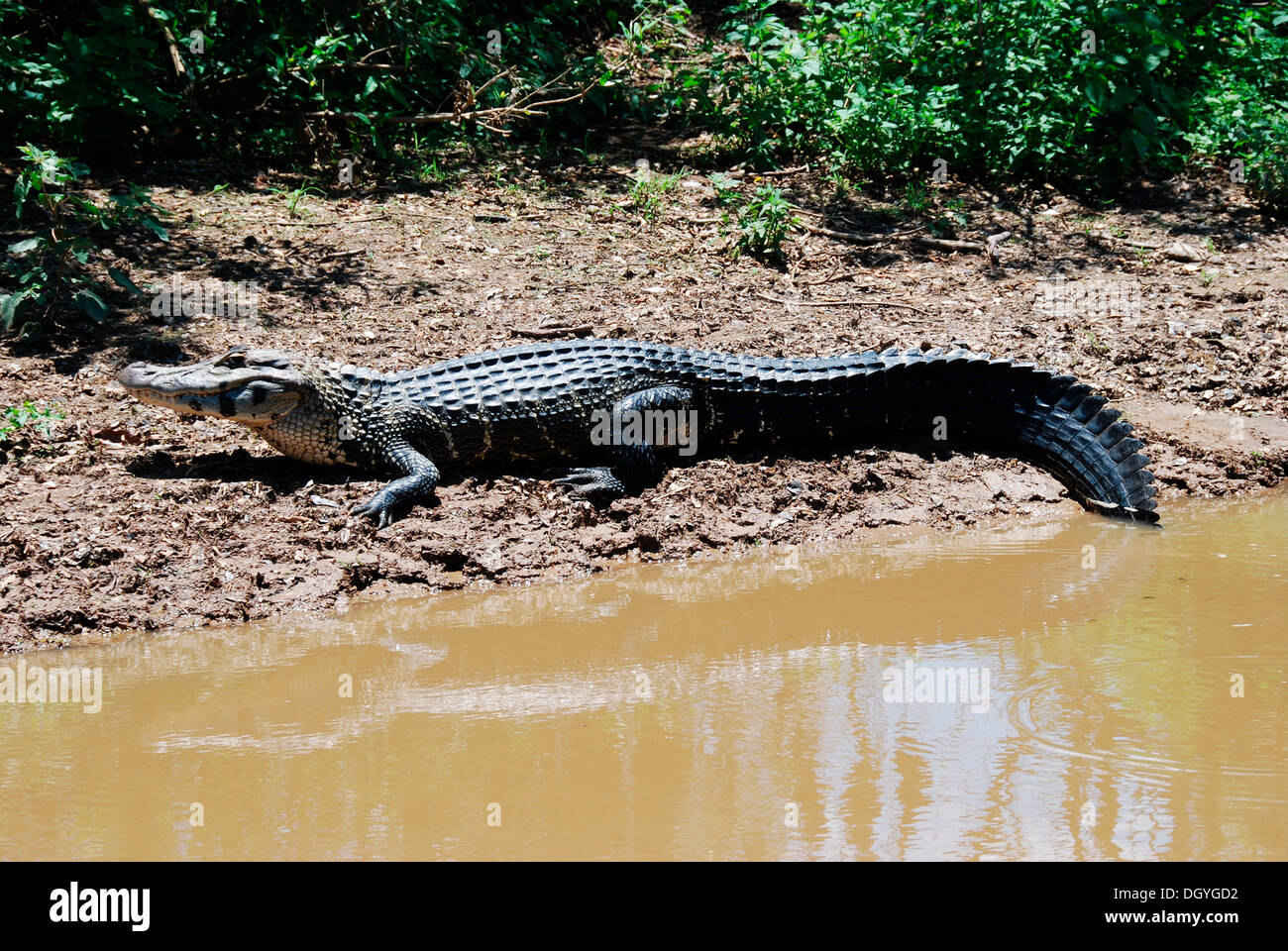 Smooth Fronted Caiman
