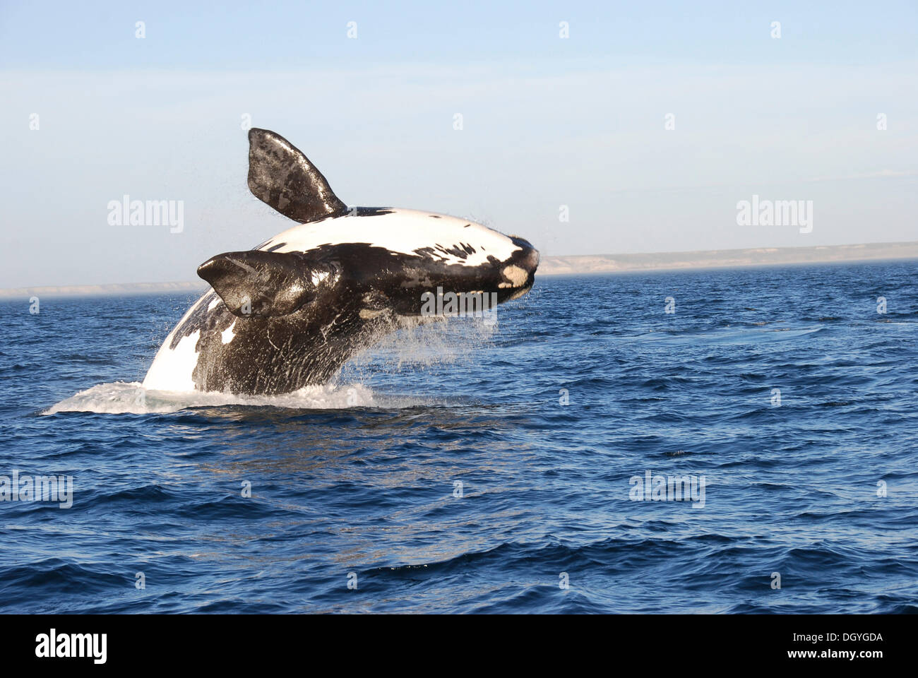 Northern Pacific Right Whale Testicles