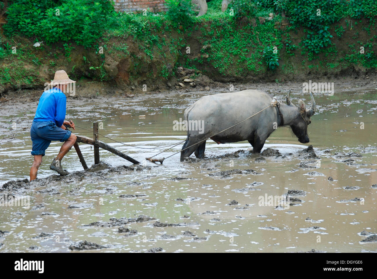 Ploughing rice field water buffalo hi-res stock photography and images ...