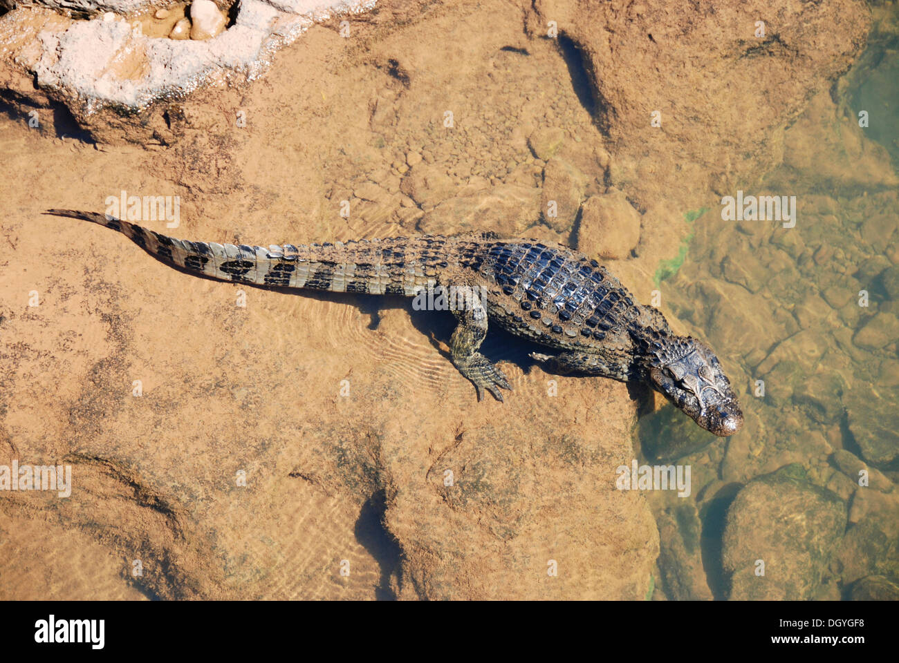 Caiman (Caimaninae), Iguazu National Park, Iguazu River, Argentina ...