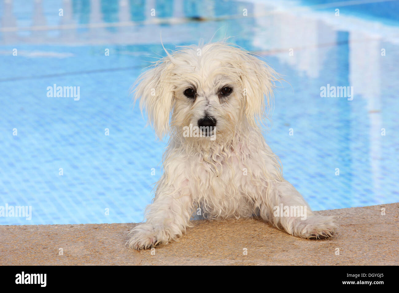Juvenile Maltese looking out from a swimming pool Stock Photo - Alamy