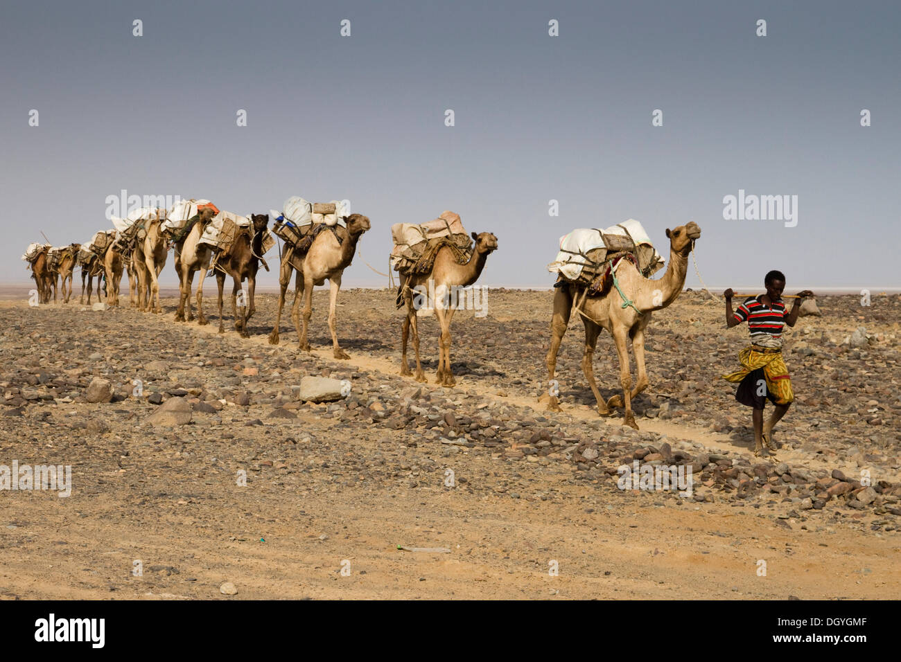 Camel carrying hi-res stock photography and images - Alamy