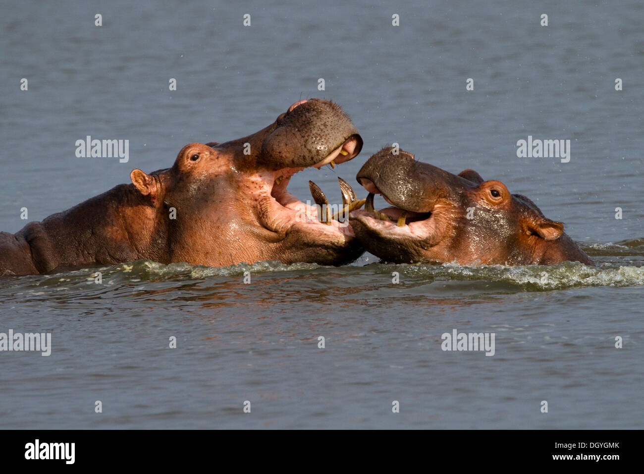 Two hippos fighting in water hi-res stock photography and images - Alamy