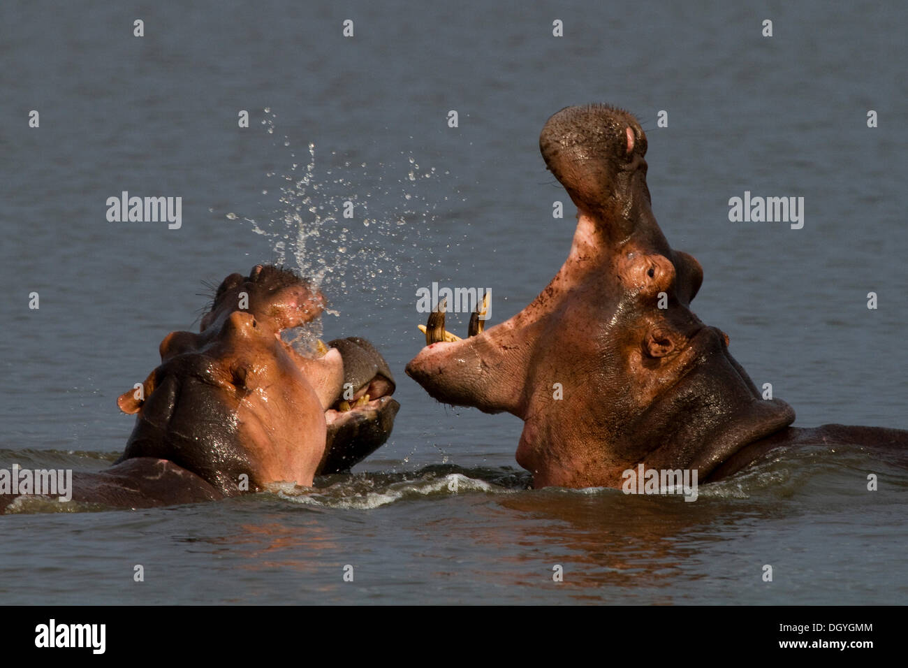 Two hippo fighting hippopotamus amphibius hi-res stock photography and images - Alamy