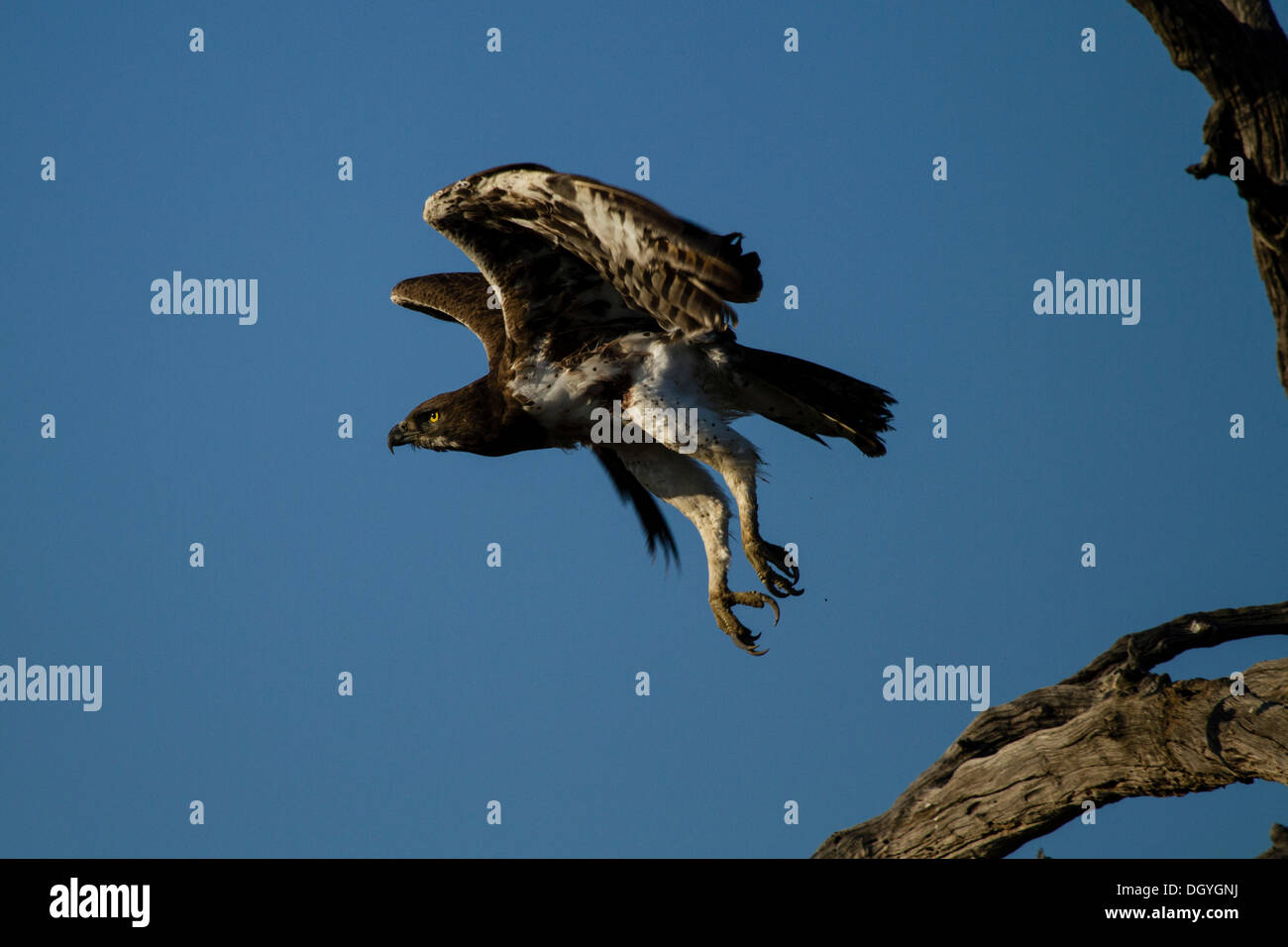 Augur buzzard (Buteo augur), Mandavu Dam, Hwange National Park ...