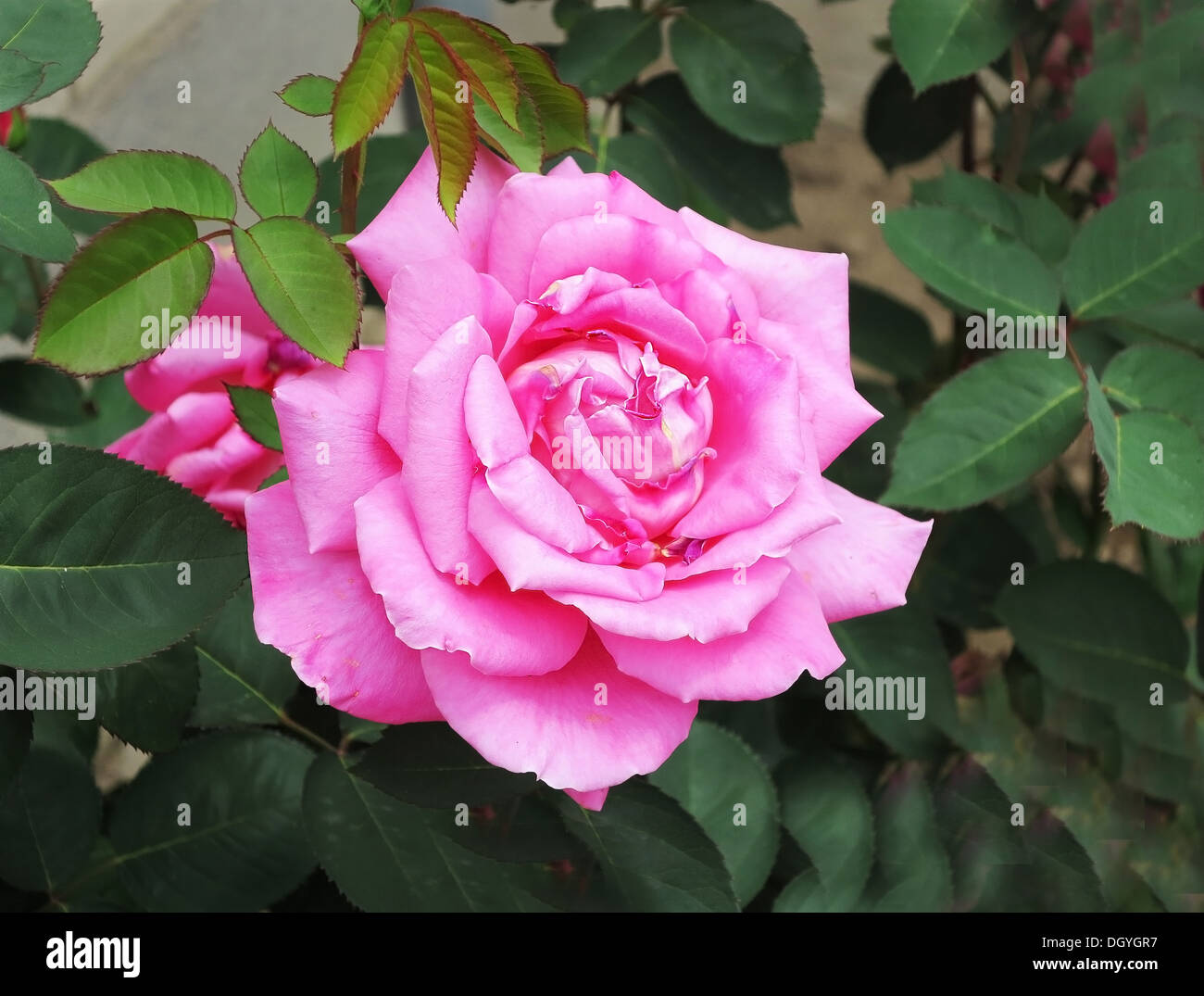 Very big rose hi-res stock photography and images - Alamy