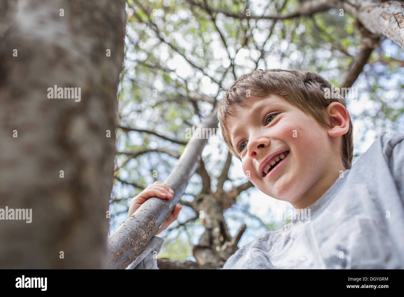 A cheerful young boy climbing a tree Stock Photo - Alamy