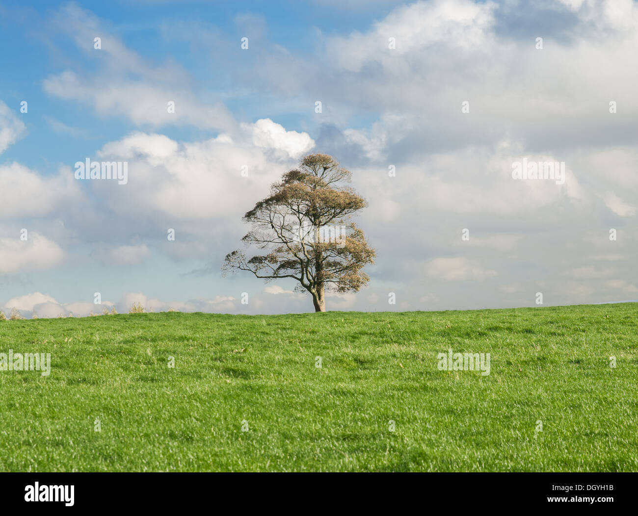 single tree in peak district Stock Photo - Alamy