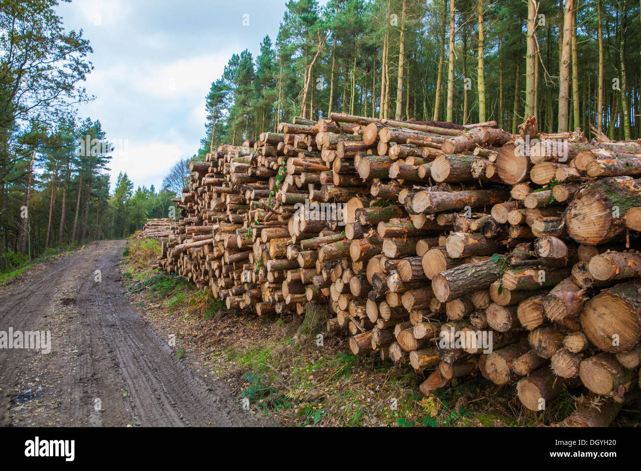 Forestry timber logging harvesting deforestation hi-res stock ...
