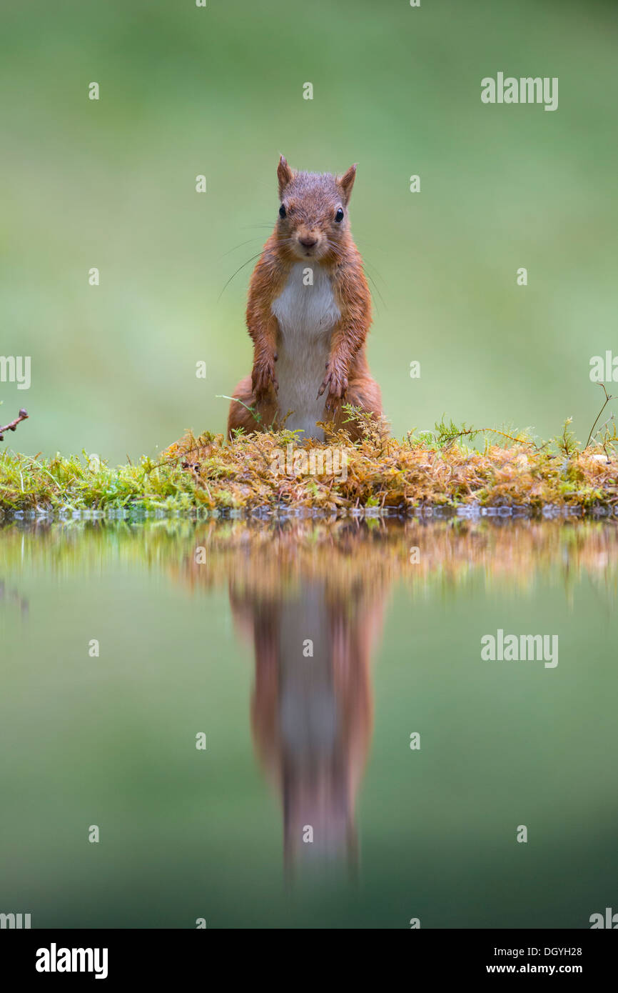 Grey squirrel eating nut sat hi-res stock photography and images - Alamy
