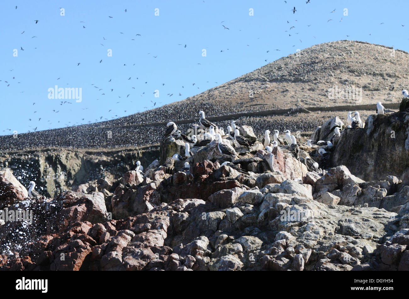 Peruvian Boobies (Sula variegata), Ballestas Islands, Paracas Nature ...