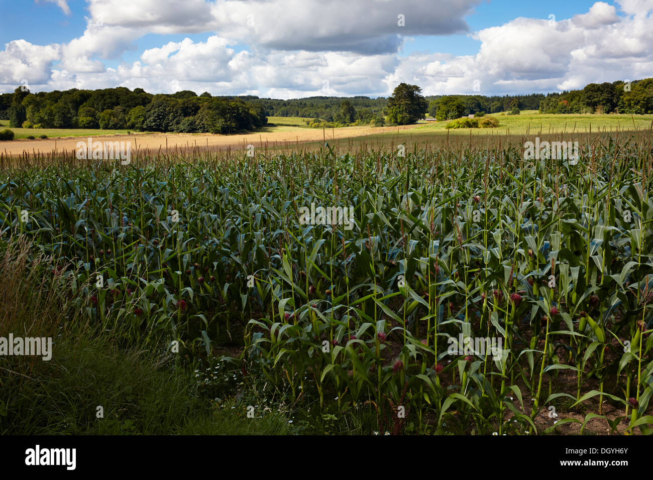 Maize uk hi-res stock photography and images - Alamy