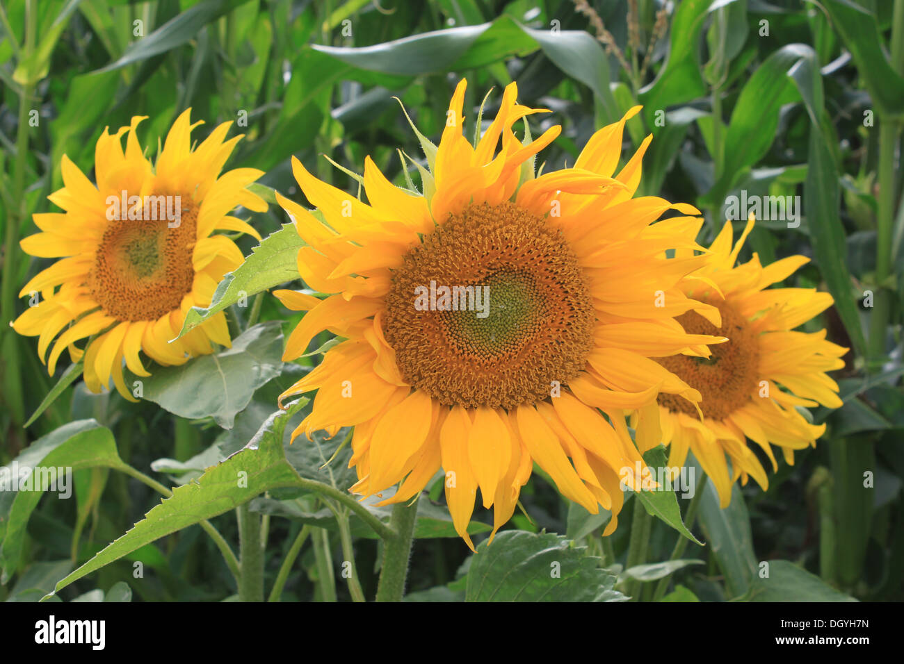 Trio of sunflowers hi-res stock photography and images - Alamy