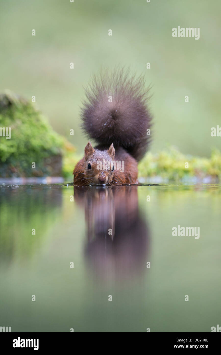 Red Squirrel (Sciurus vulgaris) wading / swimming and creating ...