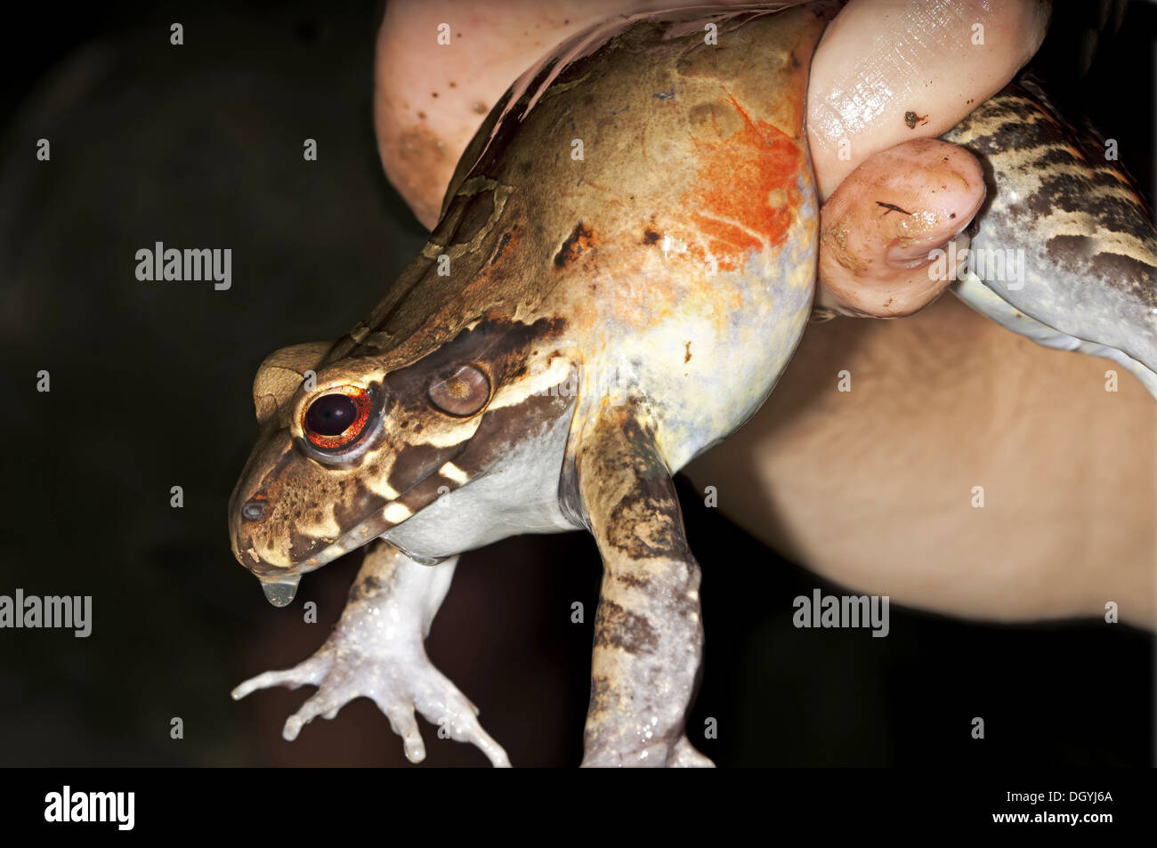 Jungle frog hi-res stock photography and images - Alamy