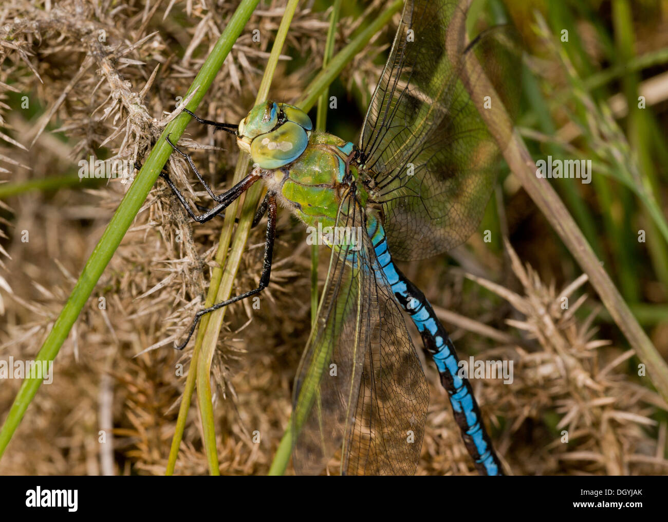 Male Blue Emperor / Emperor Dragonfly, Anax imperator settled on ...