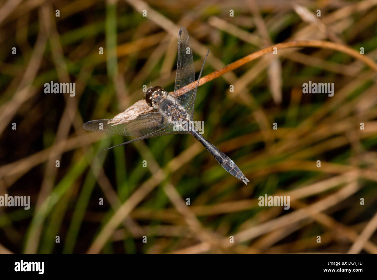Sympetrum danae hi-res stock photography and images - Alamy