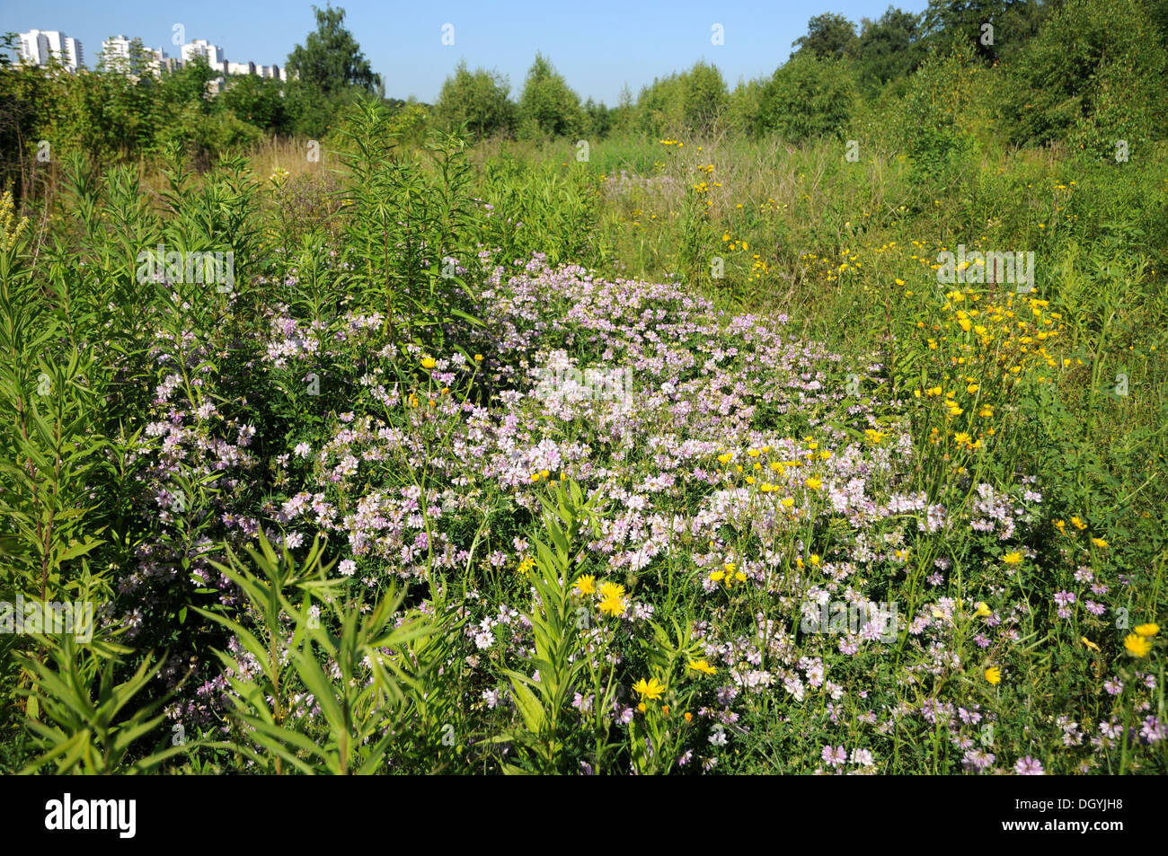 Bunte blumenwiese hi-res stock photography and images - Alamy