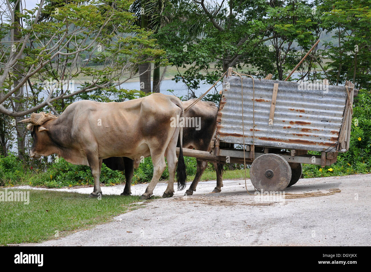Ox drawn cart hi-res stock photography and images - Alamy