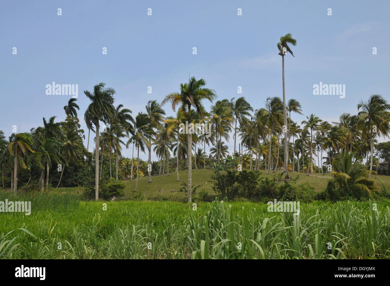 Palm trees, vegetation, Alexander von Humboldt National Park, Cuba ...