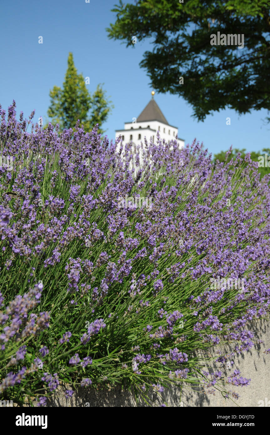 Lavendel Bluten Hangen