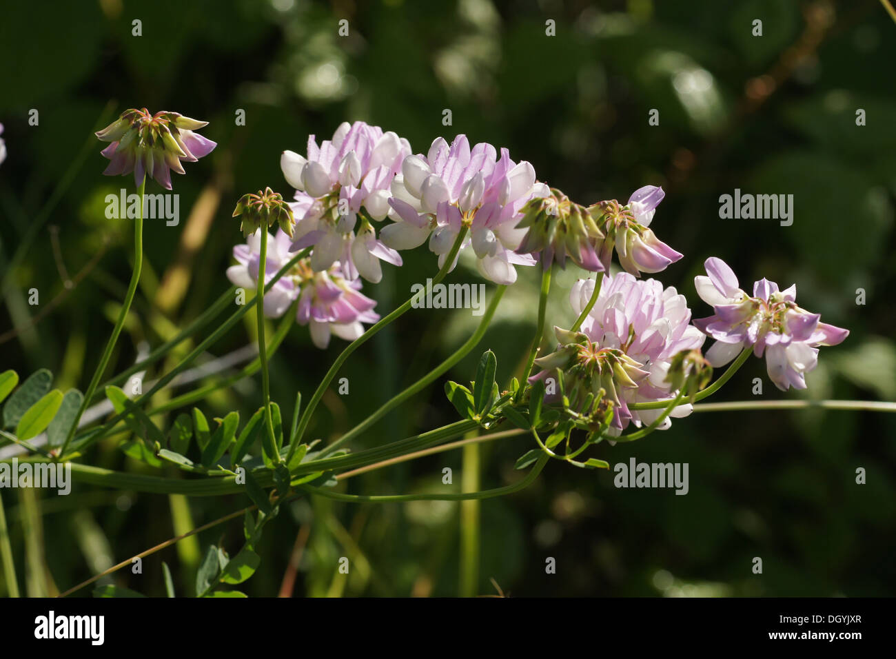 Crown vetch hi-res stock photography and images - Alamy
