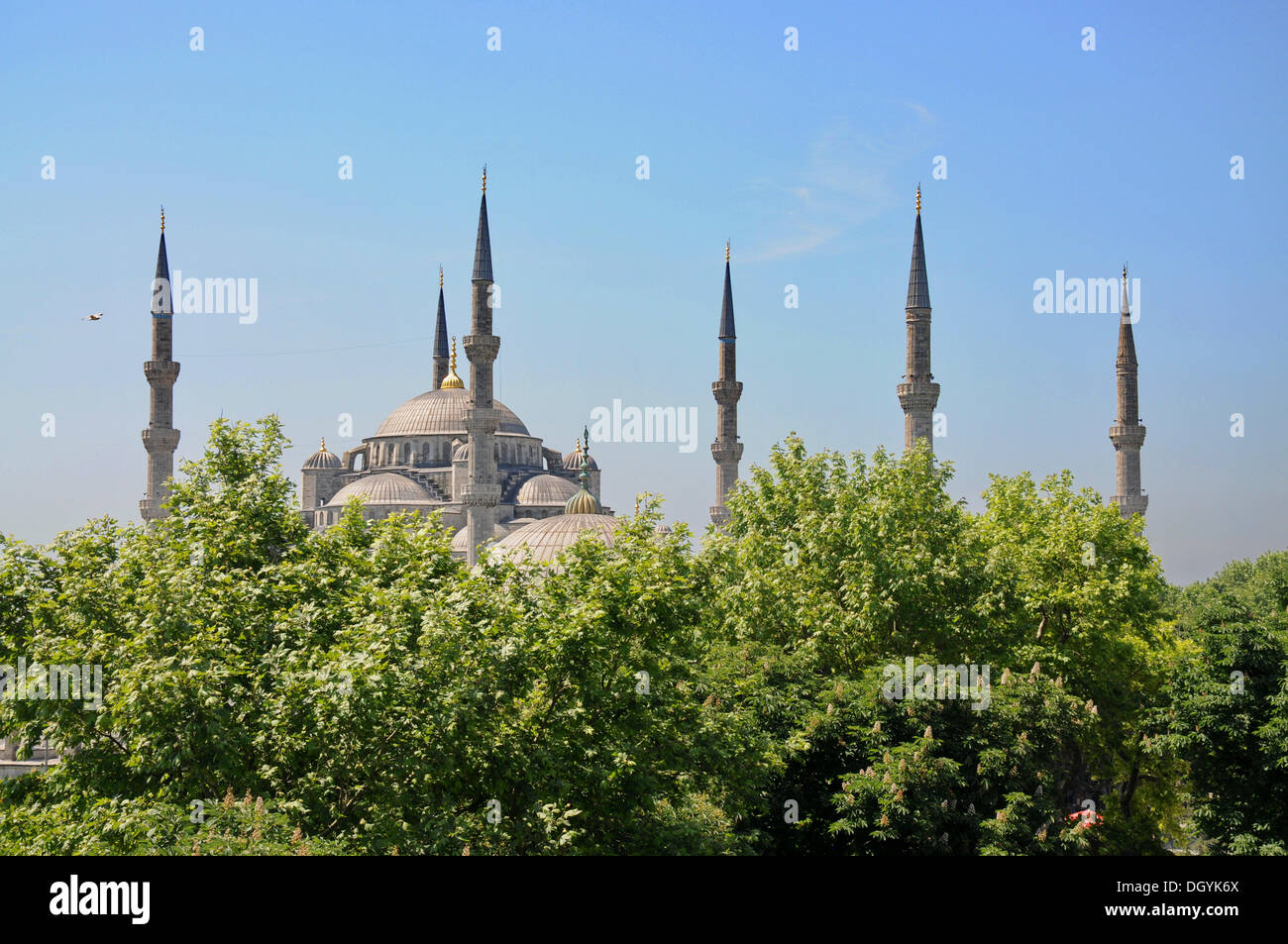 Trees blue mosque sultan hi-res stock photography and images - Alamy