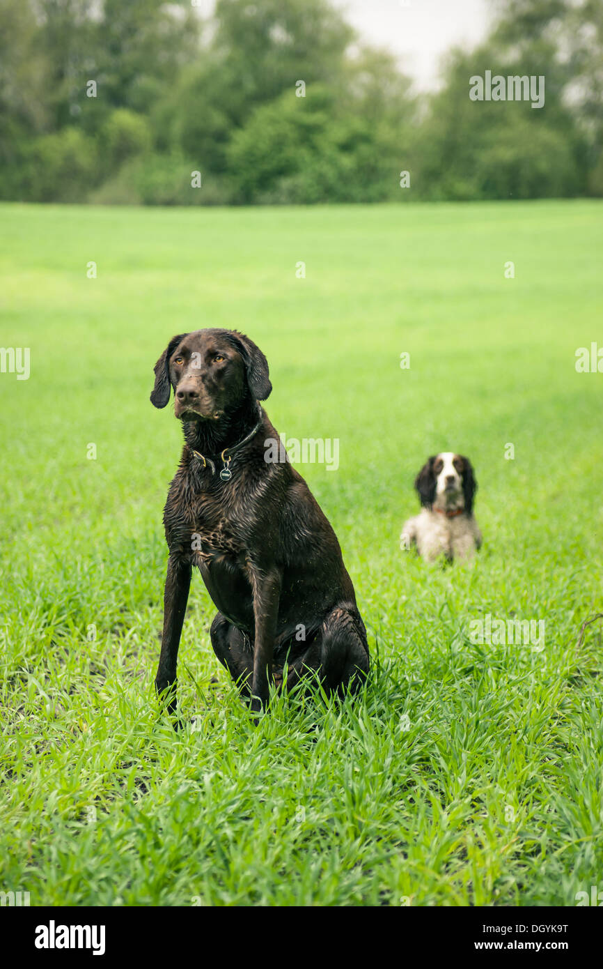 Two hunting dogs on a green field Stock Photo - Alamy