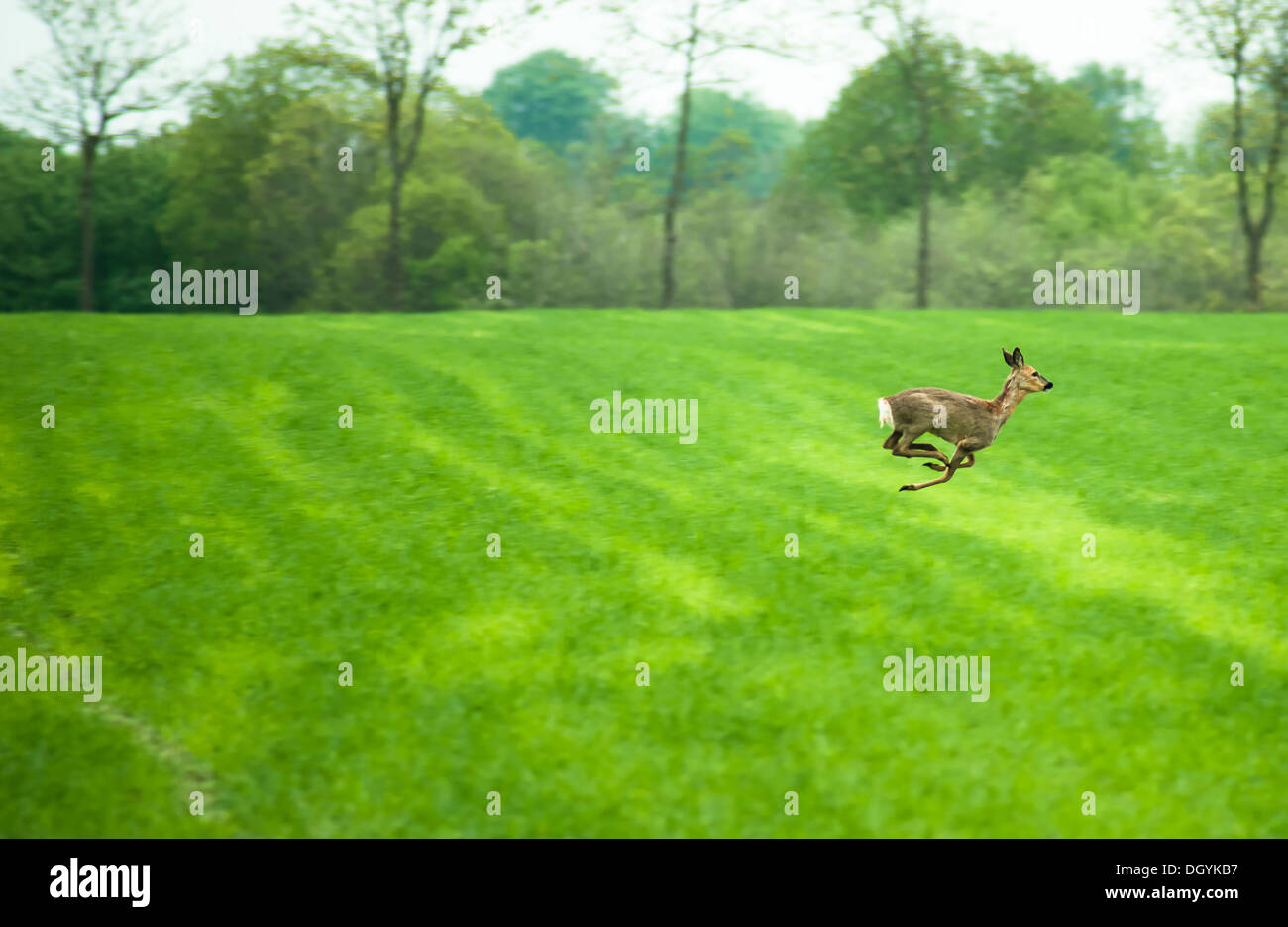 Roe deer running across a field hi-res stock photography and images - Alamy