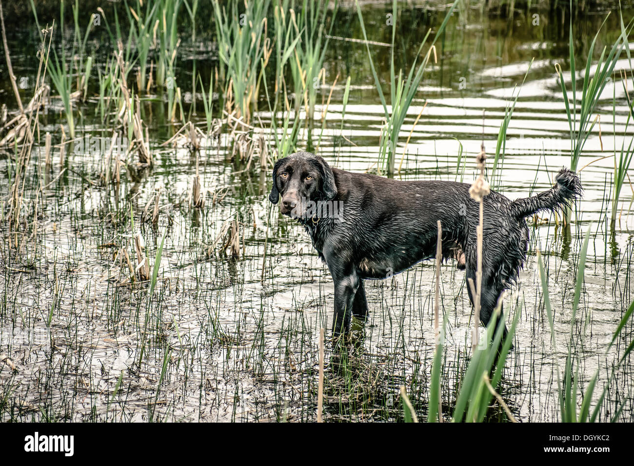 Wet dog standing in a river hi-res stock photography and images - Alamy