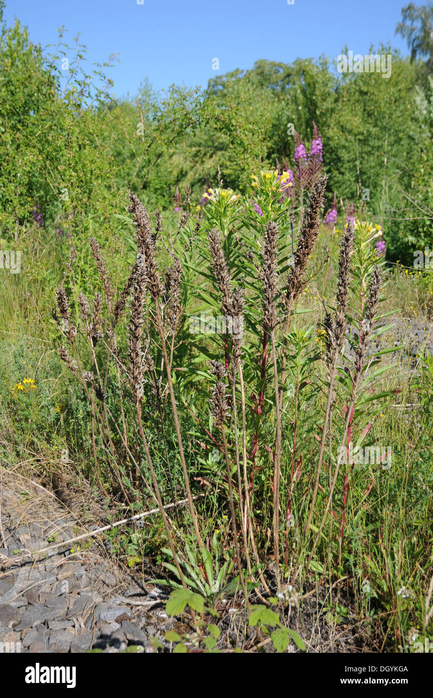 Evening primrose seed hi-res stock photography and images - Alamy