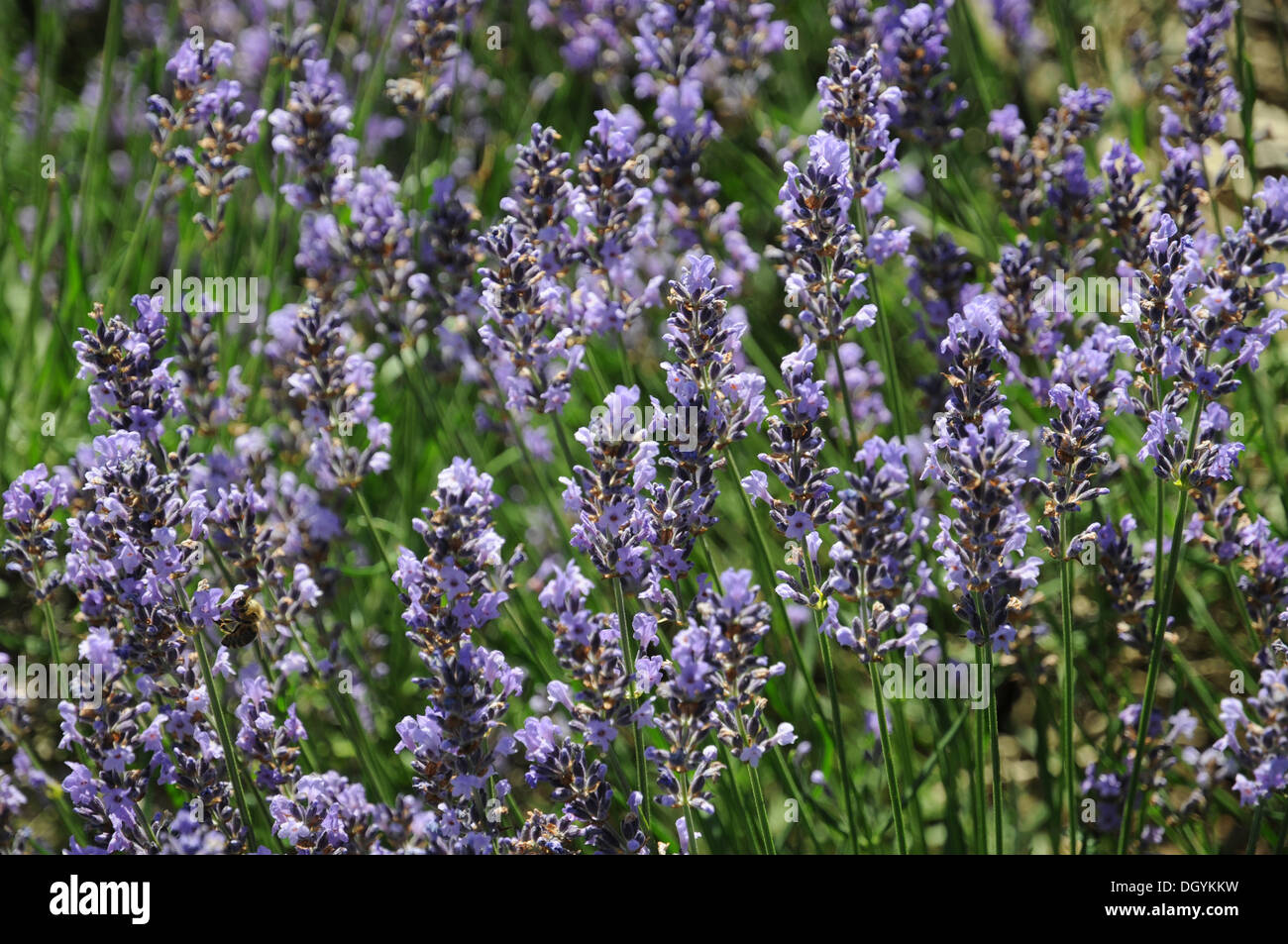 Lavendel Bluten Hangen
