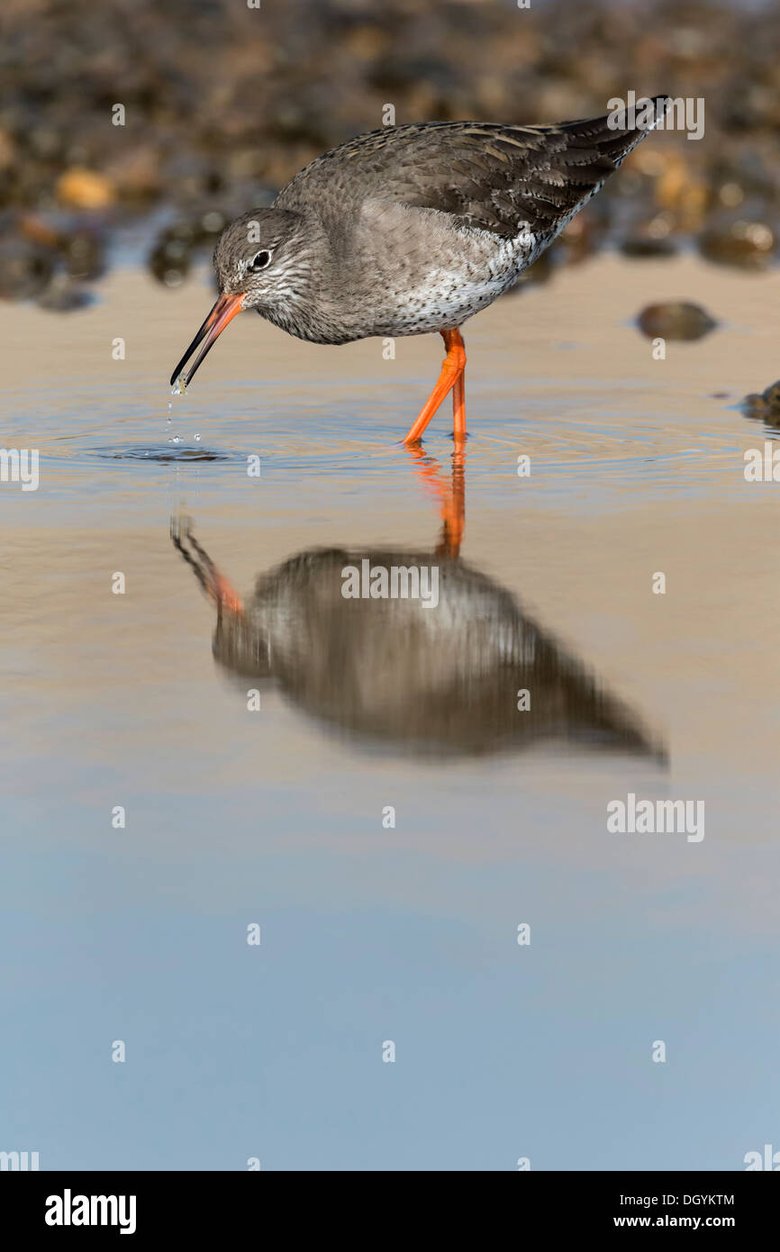Redshank reflection hi-res stock photography and images - Alamy