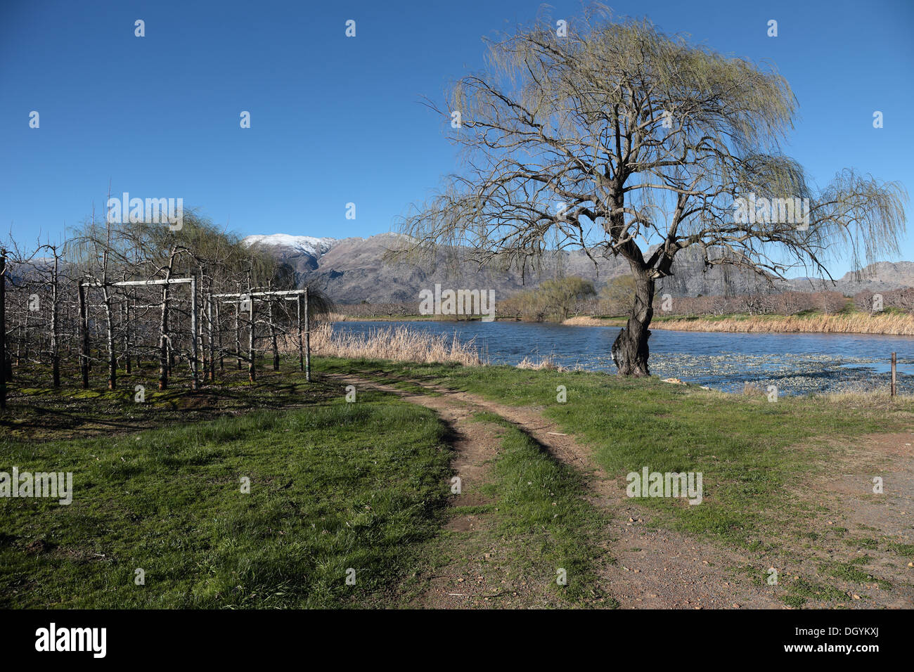 Willow tree in early spring on banks of a lake in the Witzenberg Valley ...