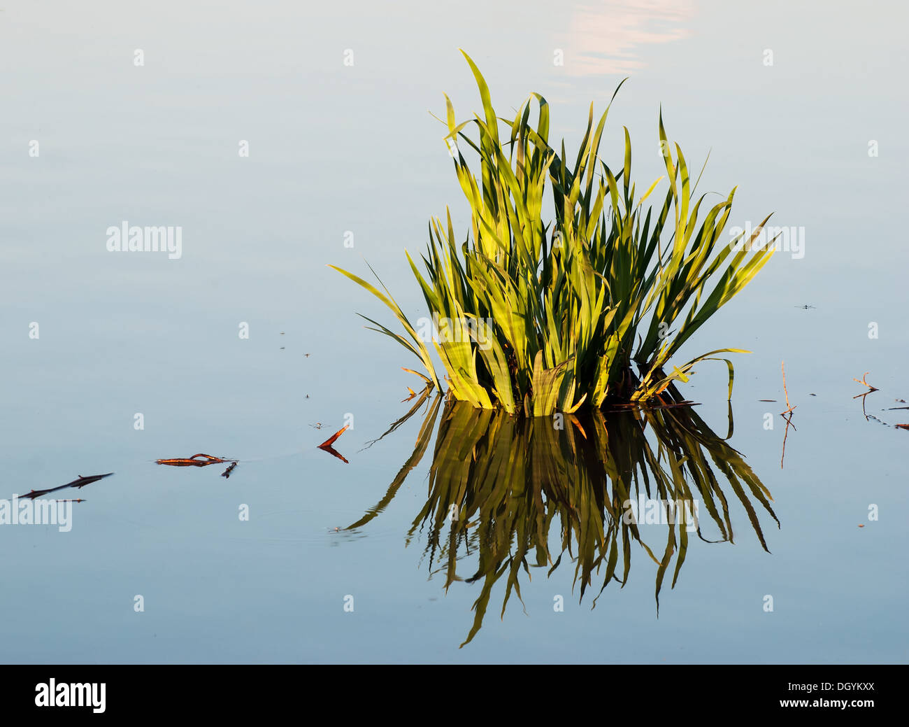 Clump of grass is reflected on the calm surface of the water Stock ...