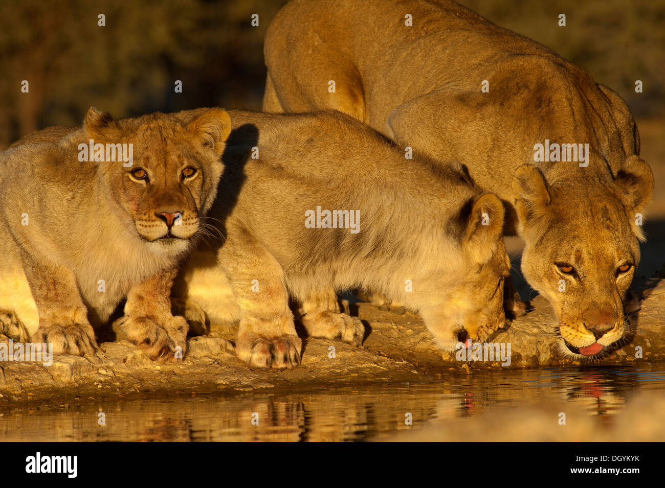 Lioness (Panthera leo) at Cubitje Quap waterhole, Kgalagadi ...