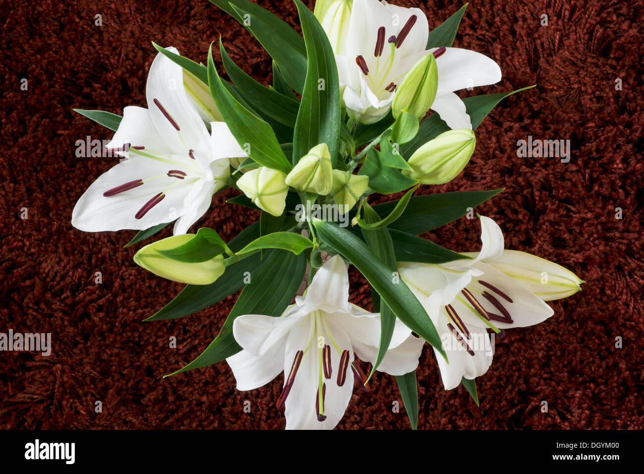 Bouquet of blooming white lilies on a claret carpet background Stock ...
