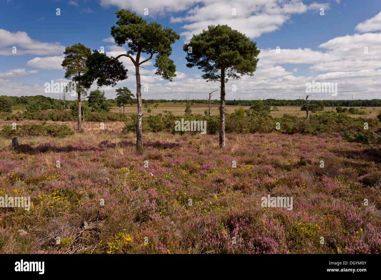 Heathland with Bell Heather and Lesser Gorse in flower, and Scots Pines ...
