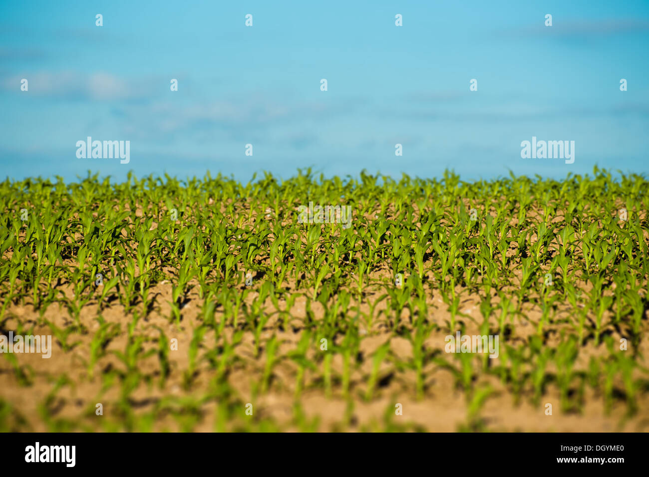 Fresh green crops hi-res stock photography and images - Alamy