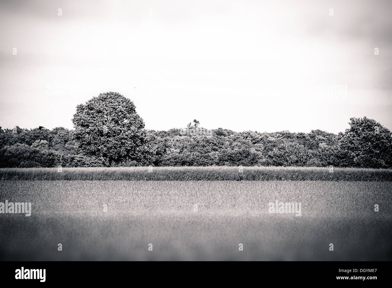 Countryside landscape with field and trees Stock Photo - Alamy