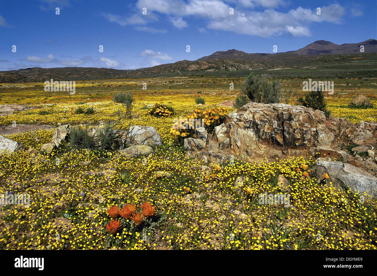 For much of the year Namaqualand is dry and desolate, but come spring ...