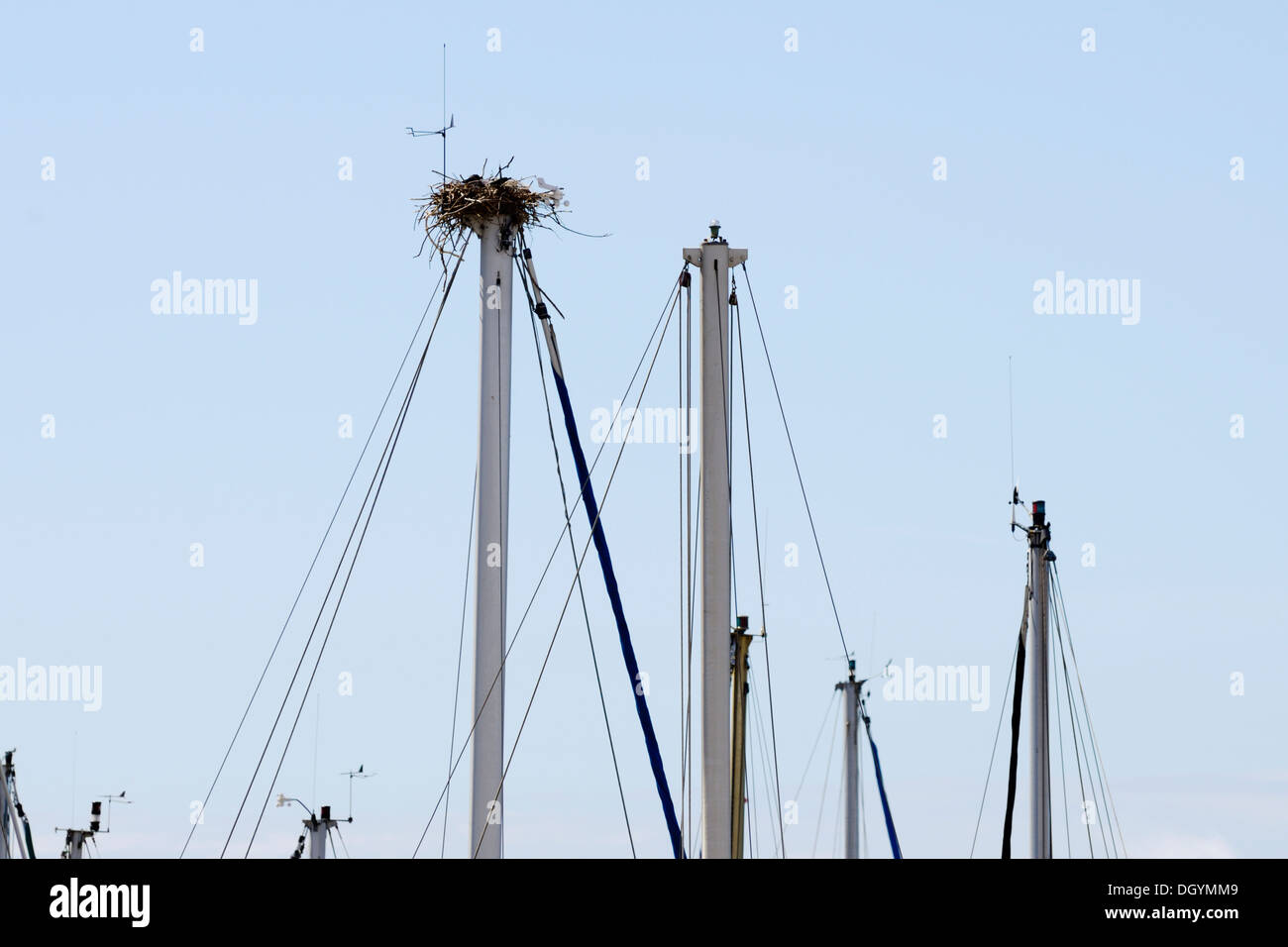 Occupied nest of breeding Carrion Crows, Corvus corone on top of the ...