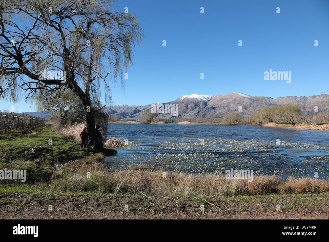 Willow tree in early spring on banks of a lake in the Witzenberg Valley ...