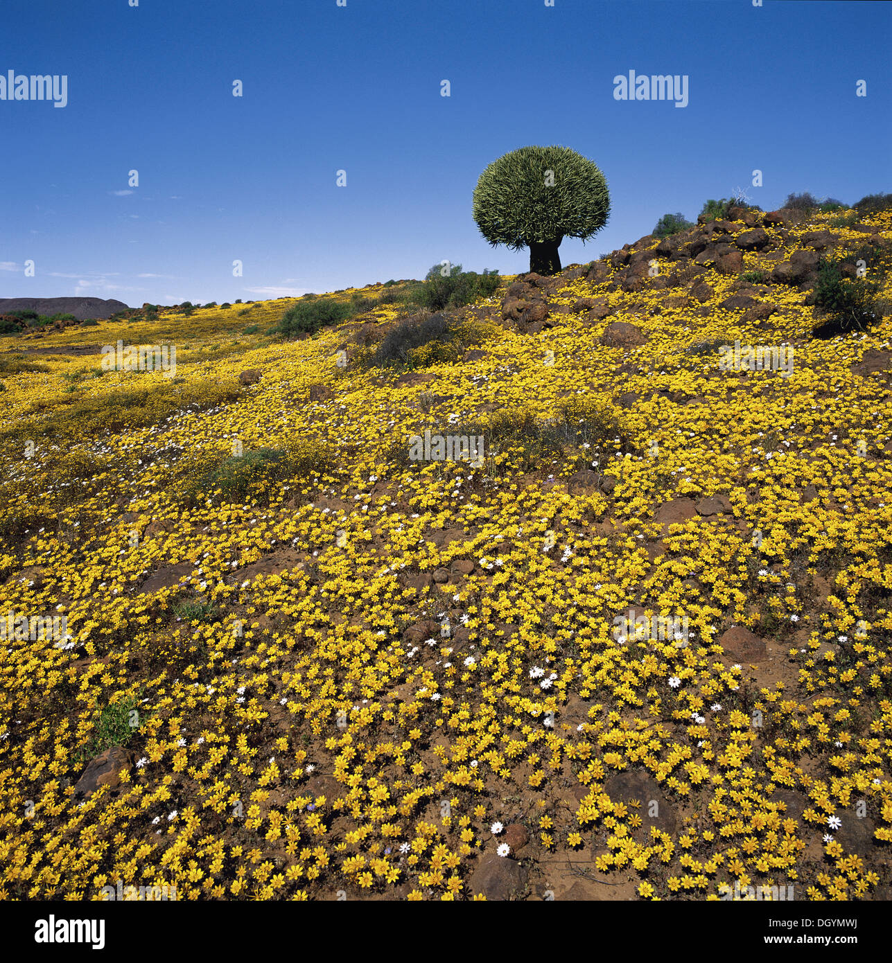 For much of the year this area is dry and desolate, but come spring and ...