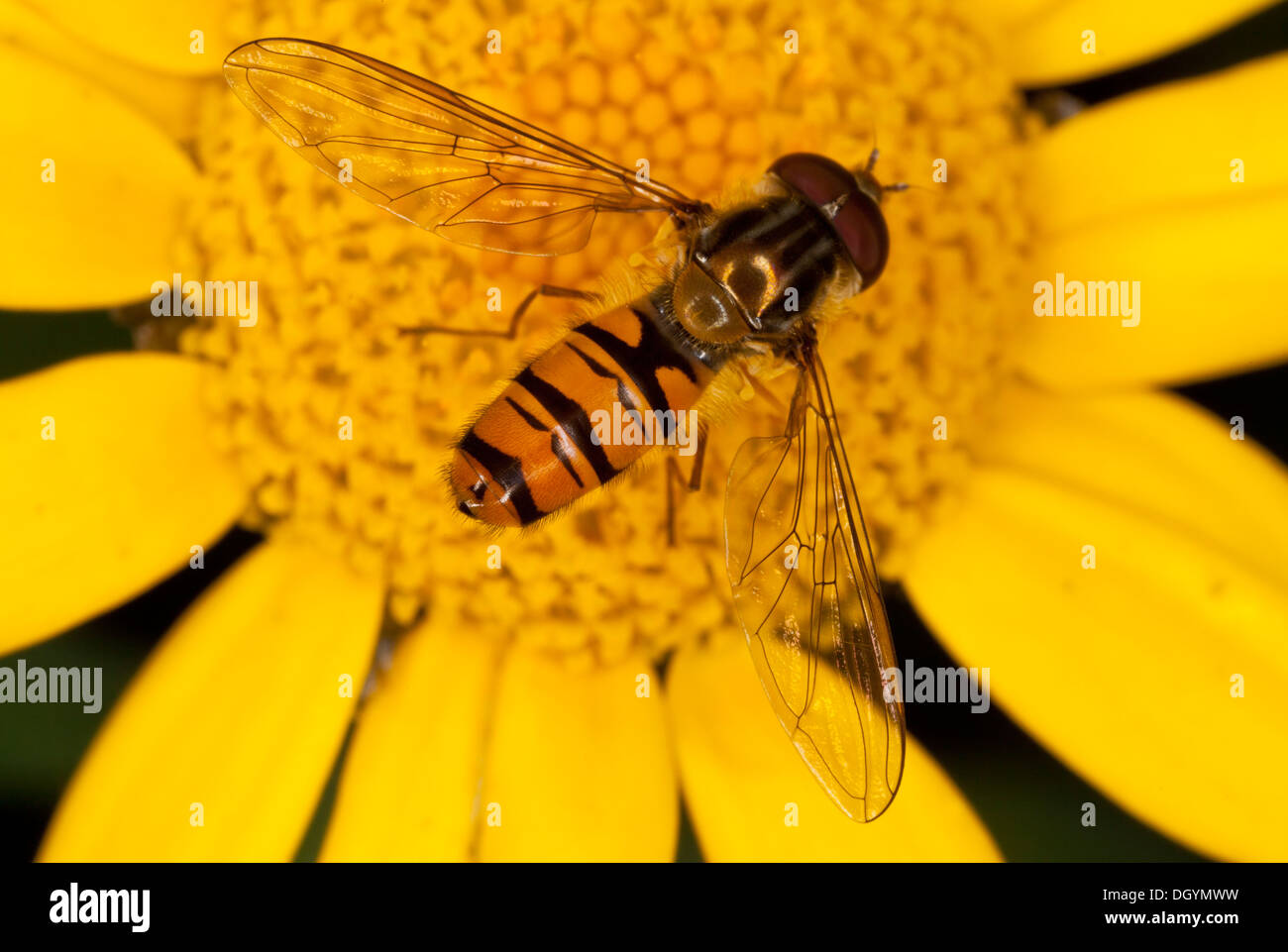 The Marmalade Hoverfly, Episyrphus balteatus, feeding on Corn Marigold ...